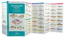 Pocket Naturalist: Freshwater Fishes